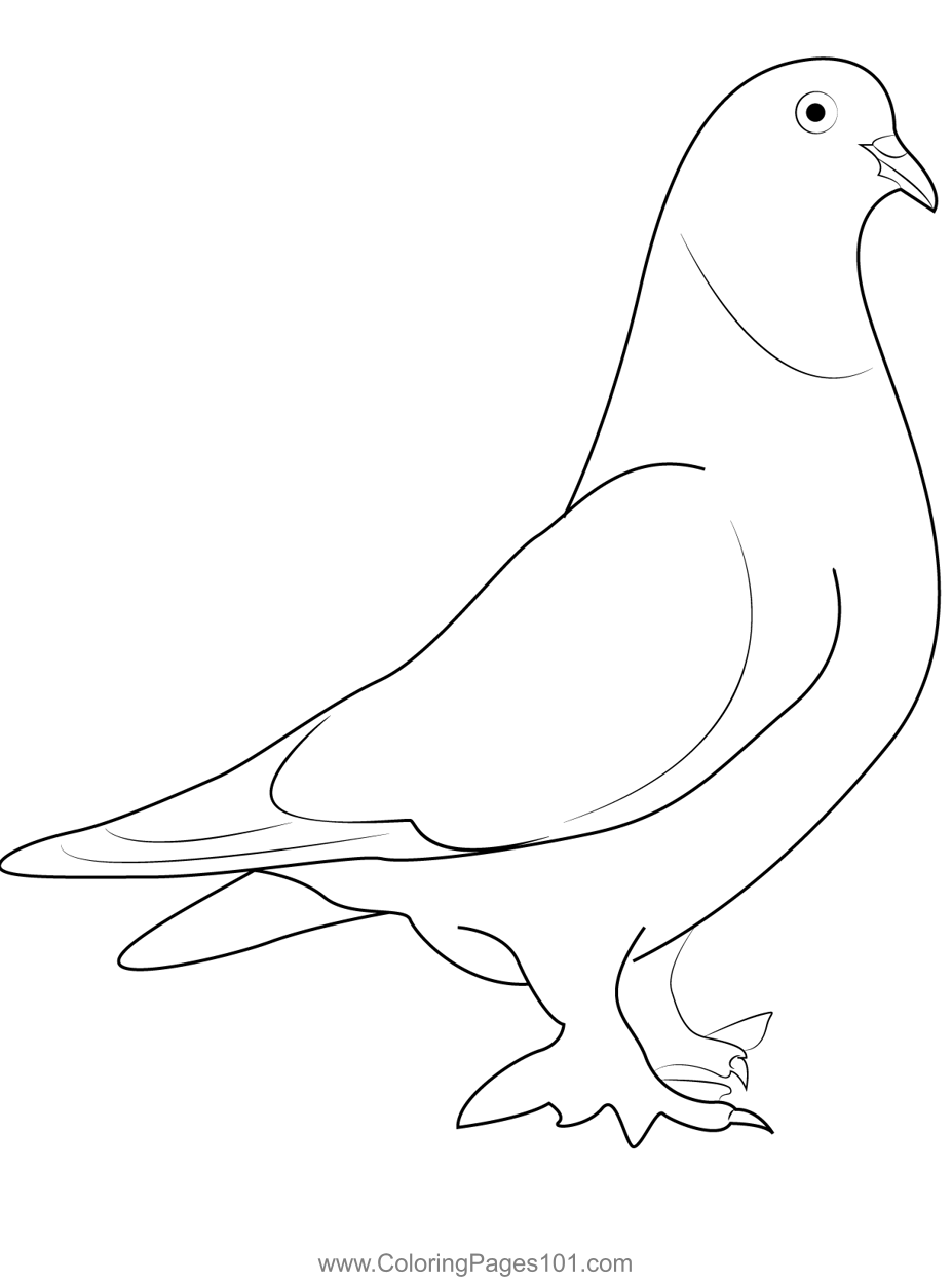 Indian Pigeon 7 Coloring Page for Kids - Free Pigeons and Doves ...