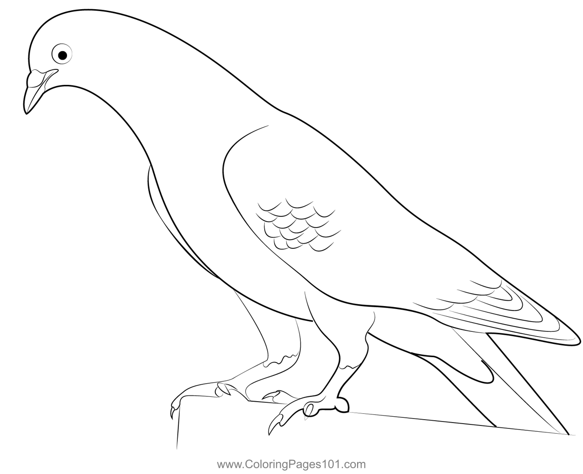 Racing Pigeon Coloring Page for Kids - Free Pigeons and Doves Printable ...