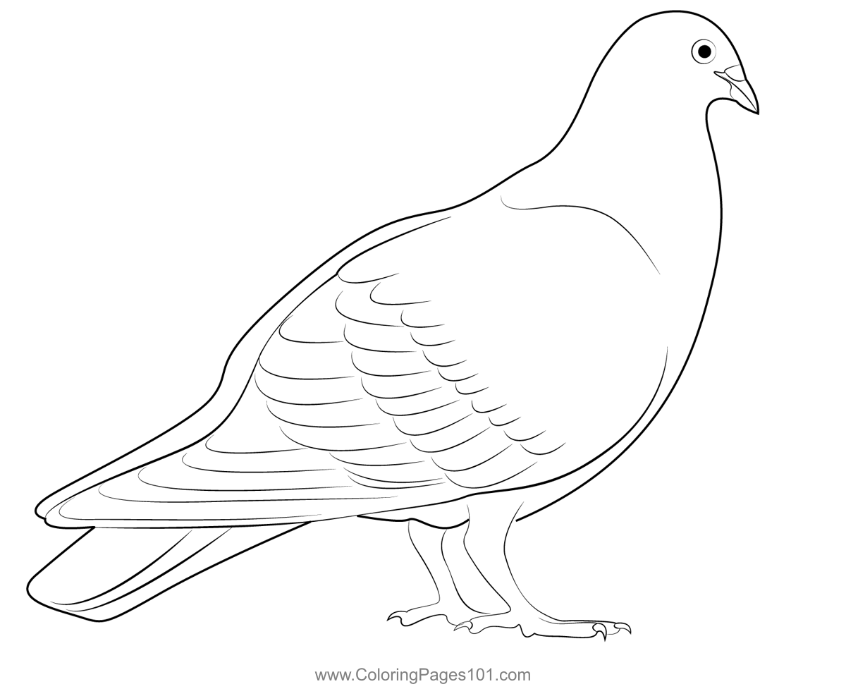 Red Coloration Pigeon Coloring Page for Kids - Free Pigeons and Doves ...