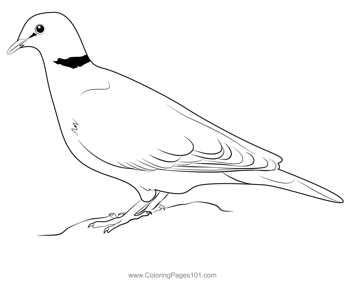 Ring Necked Dove Coloring Page for Kids - Free Pigeons and Doves ...