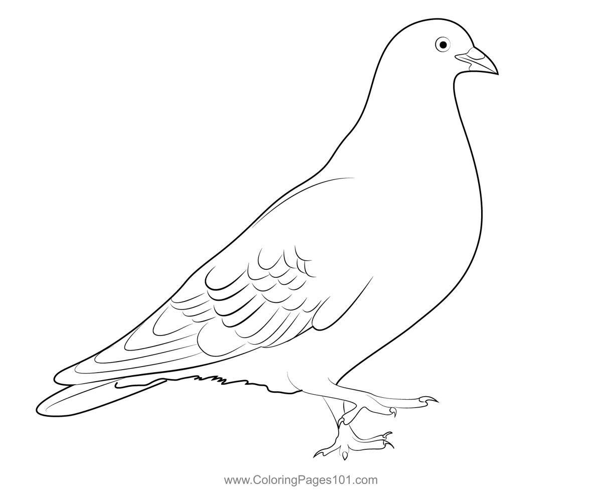Rock Pigeons Coloring Page for Kids - Free Pigeons and Doves Printable ...