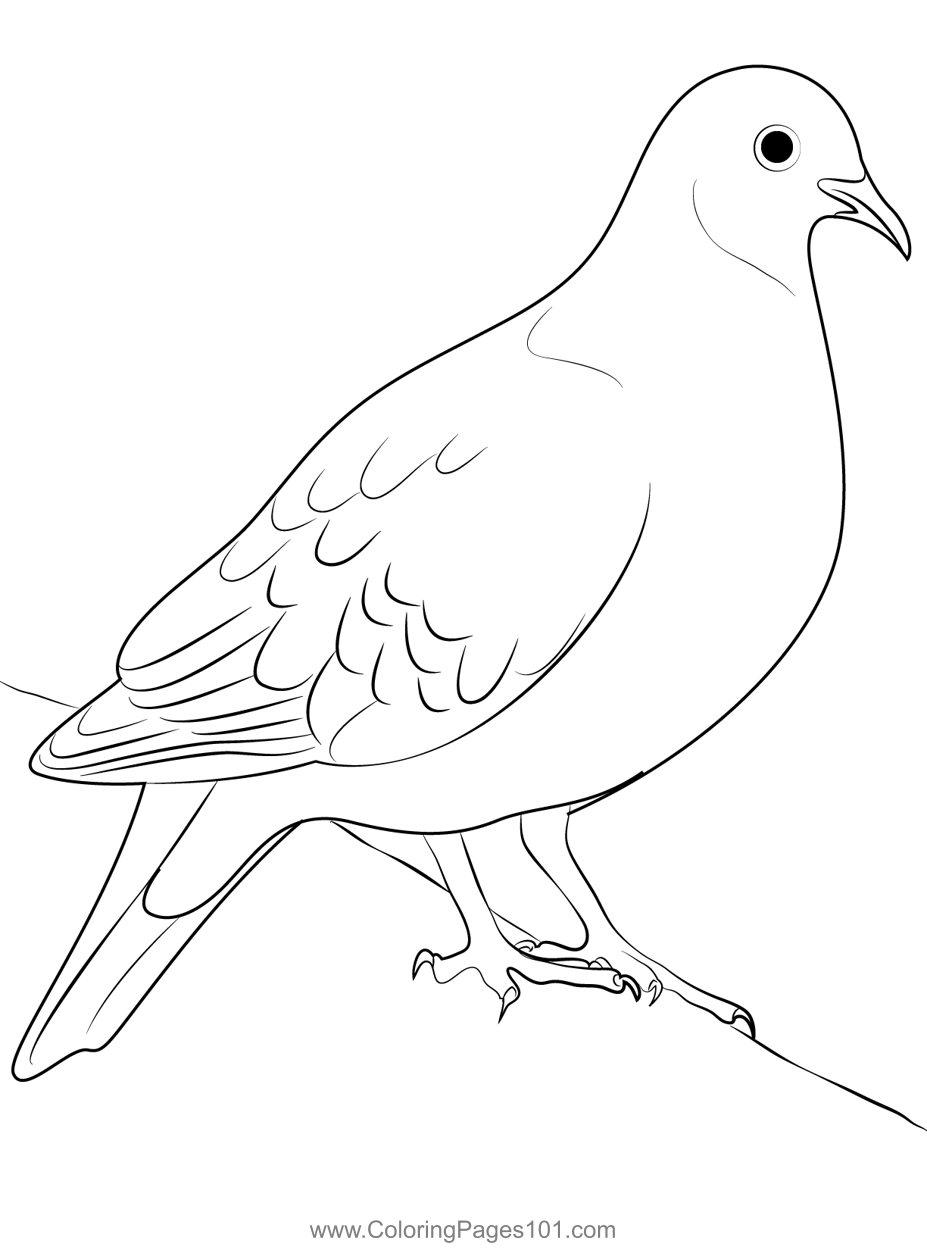 This Rock Dove Coloring Page for Kids - Free Pigeons and Doves ...