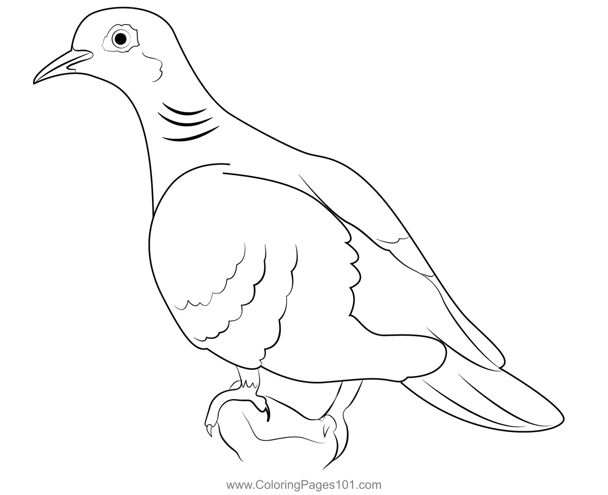 Very Beautiful Dove Bird Coloring Page for Kids - Free Pigeons and ...