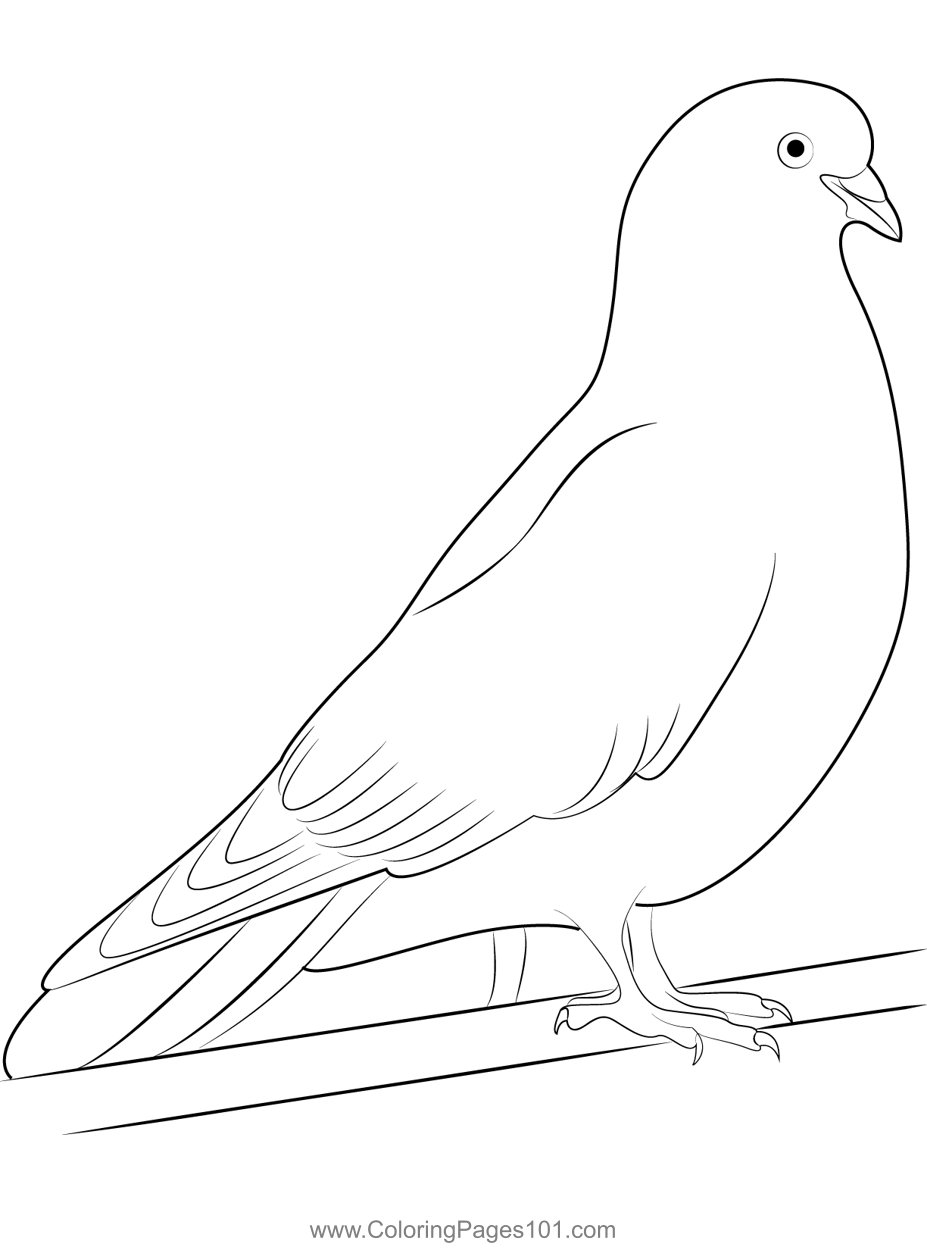 White Indian Pigeon Coloring Page for Kids - Free Pigeons and Doves ...