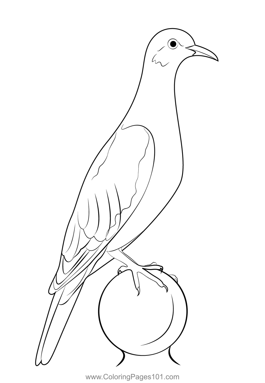 White Winged Dove Coloring Page for Kids - Free Pigeons and Doves ...