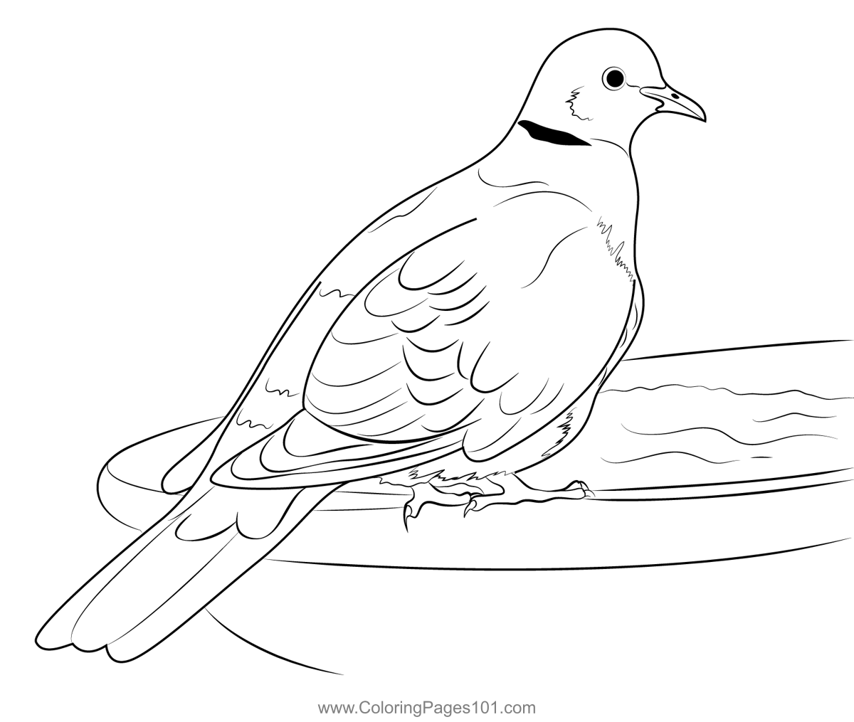 Wildlife Bird Collared Dove Coloring Page for Kids - Free Pigeons and ...