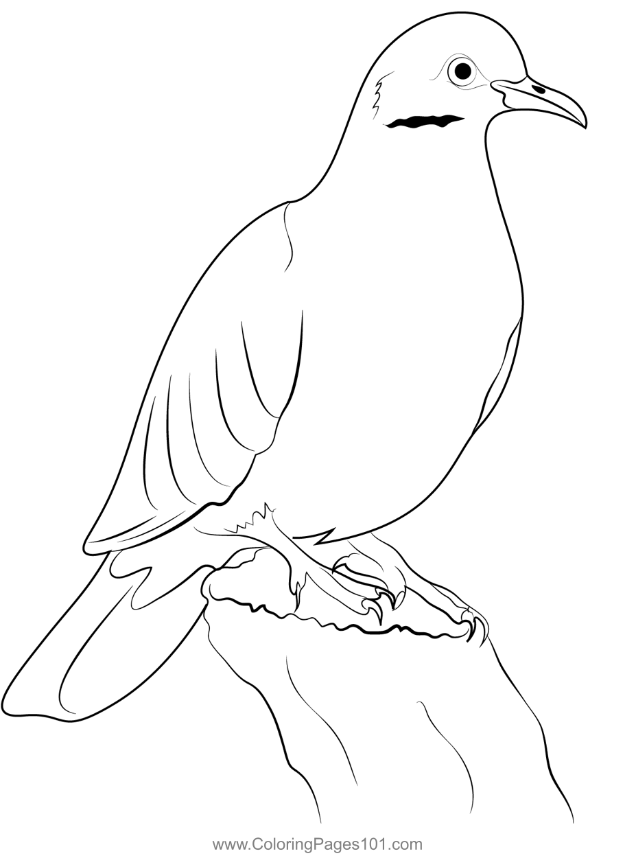 Young White Winged Dove Coloring Page for Kids - Free Pigeons and Doves ...