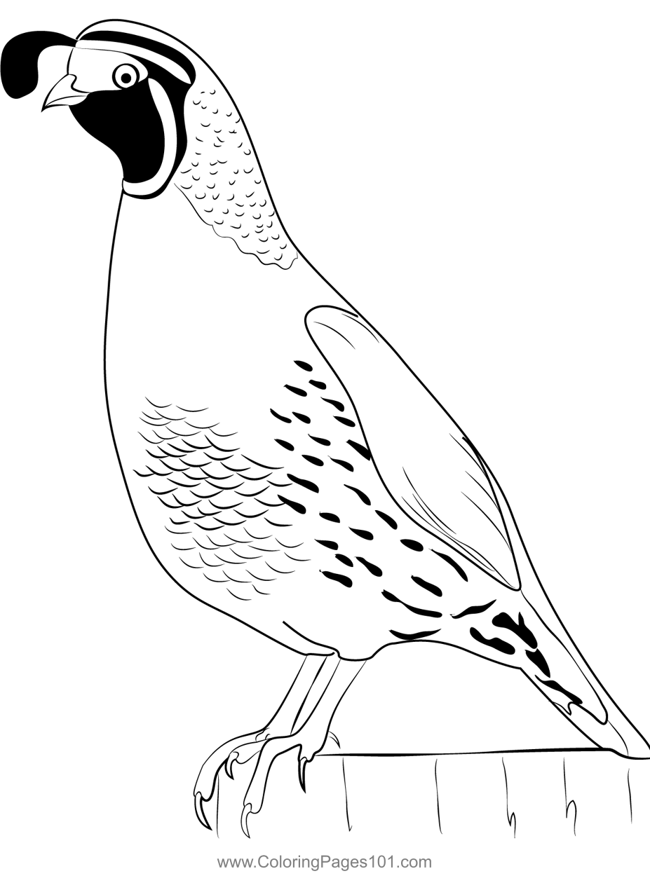 California Quail 3 Coloring Page for Kids - Free Quails Printable ...