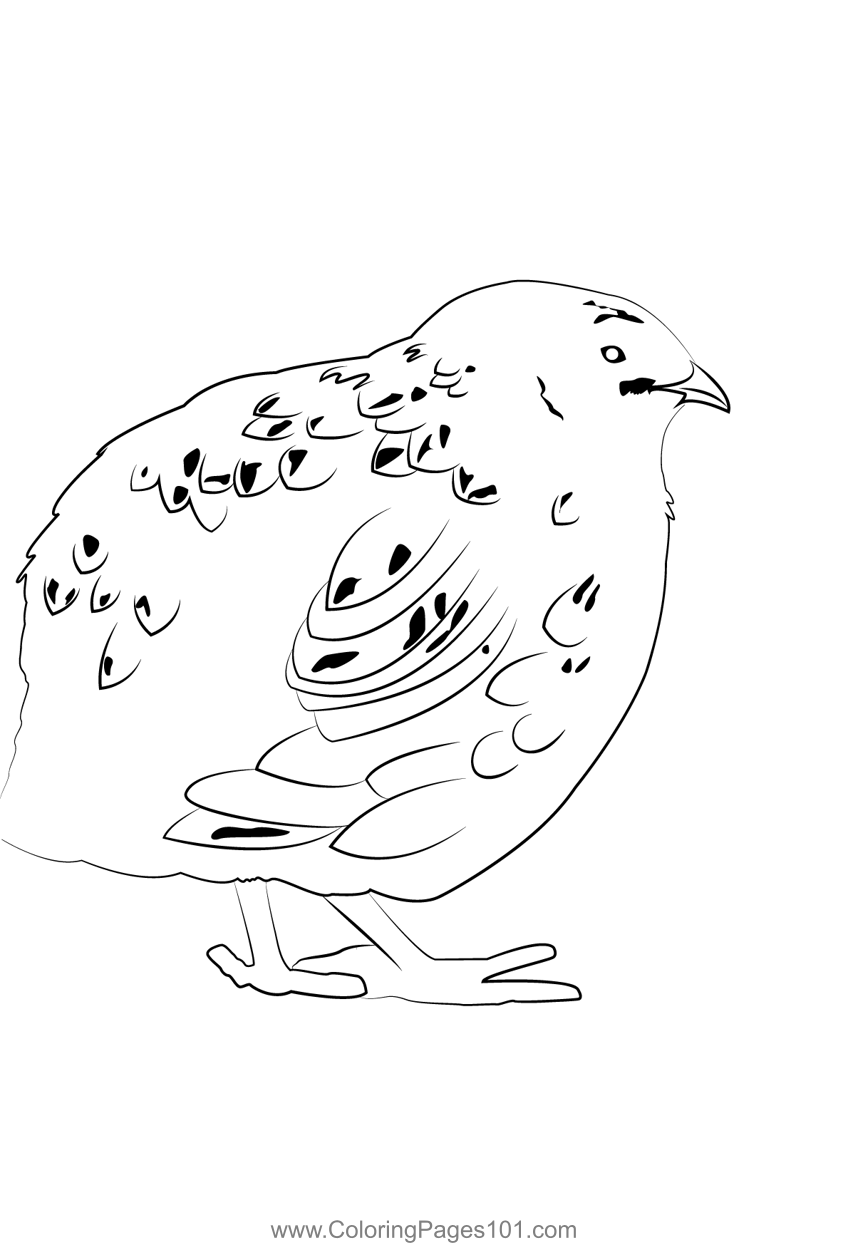 Common Quail 1 Coloring Page for Kids - Free Quails Printable Coloring ...