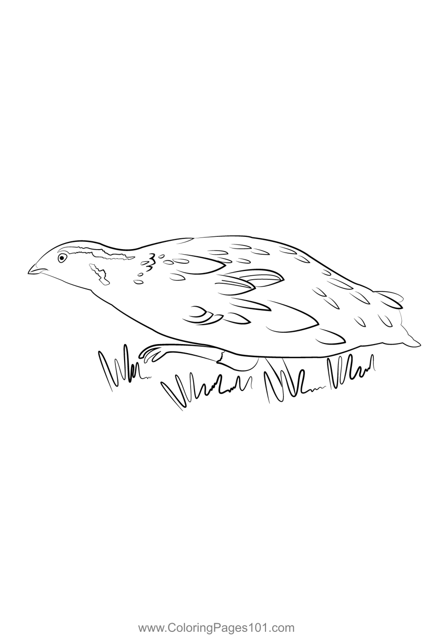 Common Quail 2 Coloring Page for Kids - Free Quails Printable Coloring ...