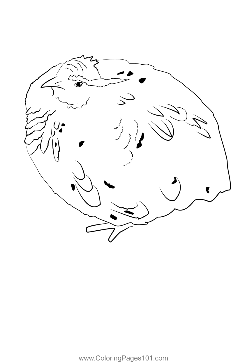Common Quail 4 Coloring Page for Kids - Free Quails Printable Coloring ...