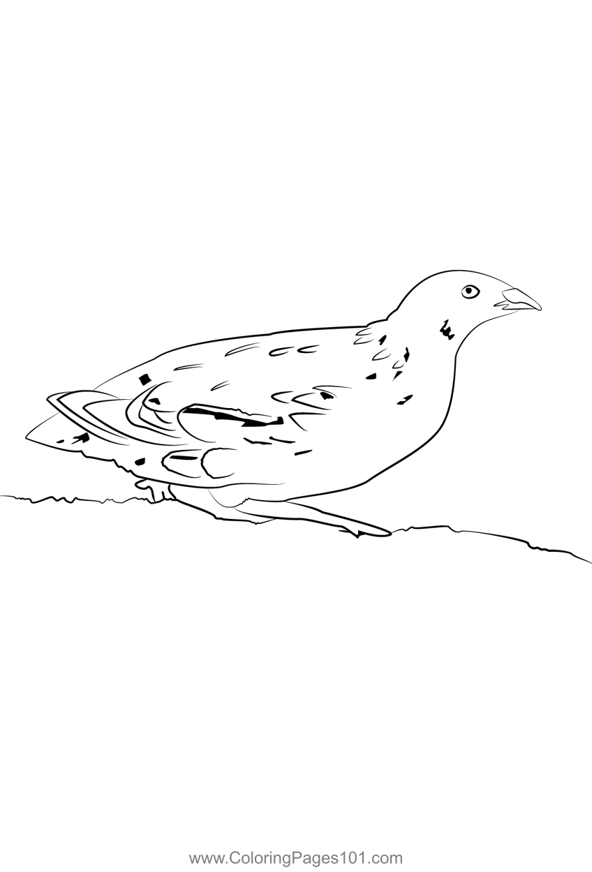 Common Quail 5 Coloring Page for Kids - Free Quails Printable Coloring ...
