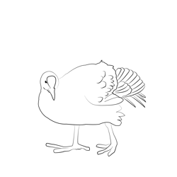 Corncrake 4 Coloring Page for Kids - Free Rails, crakes and coots ...