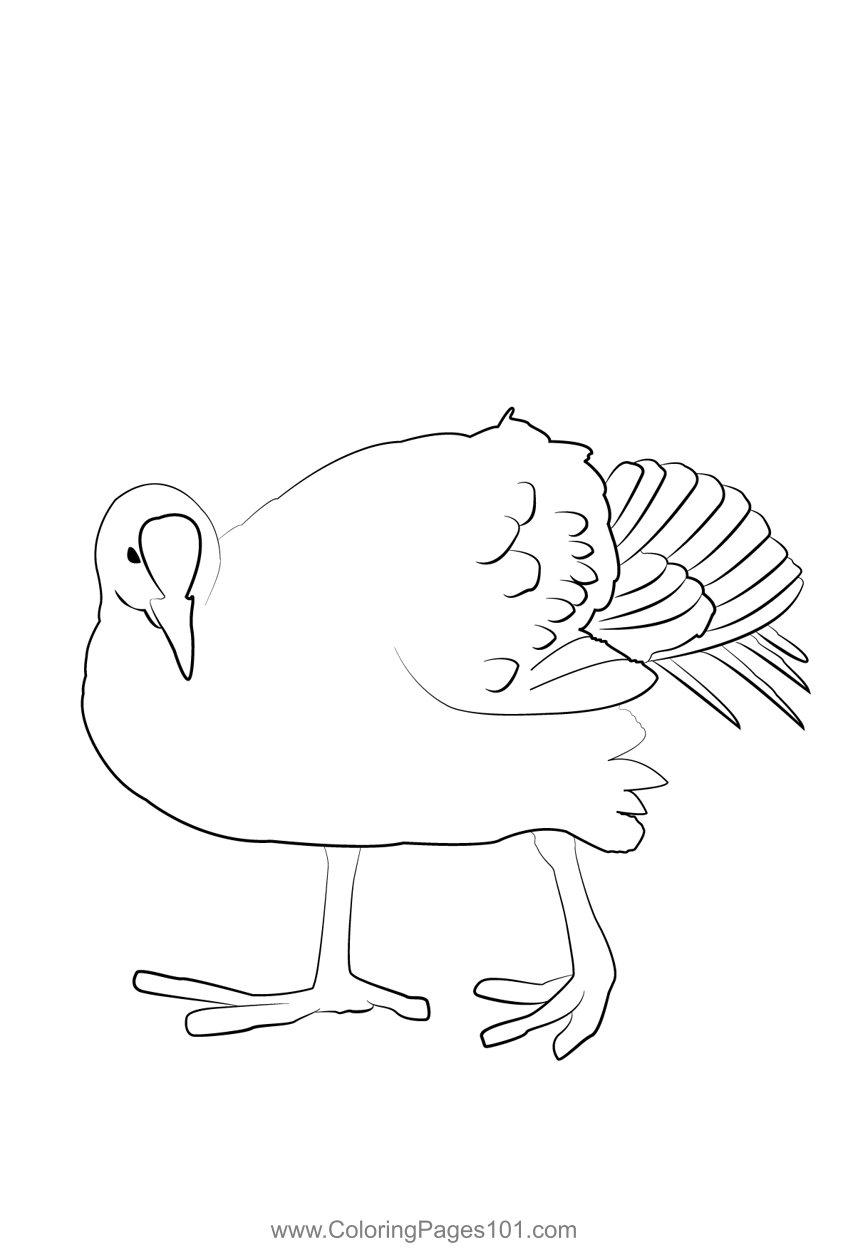 Coot 2 Coloring Page for Kids - Free Rails, crakes and coots Printable ...