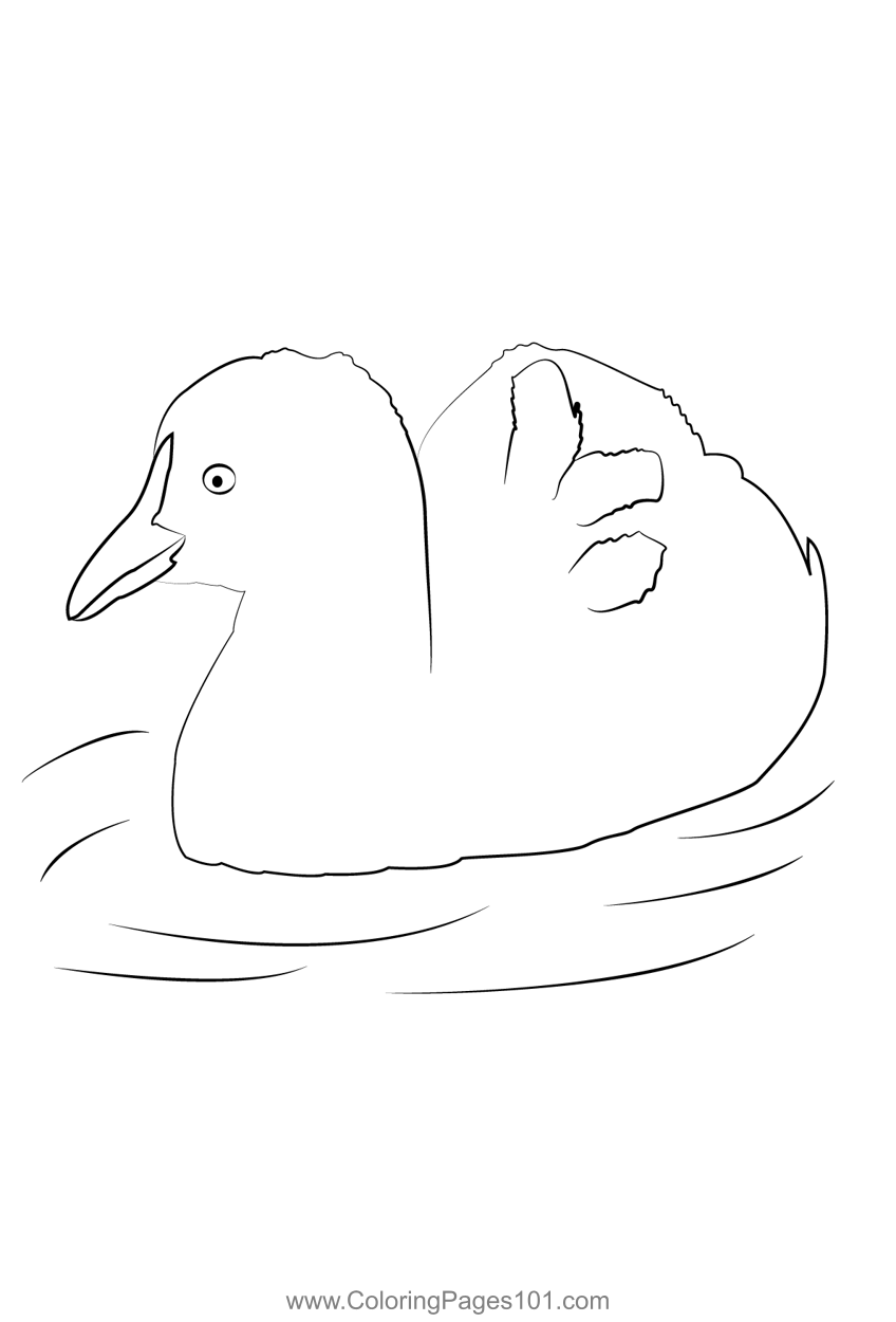 Coot 3 Coloring Page for Kids - Free Rails, crakes and coots Printable ...