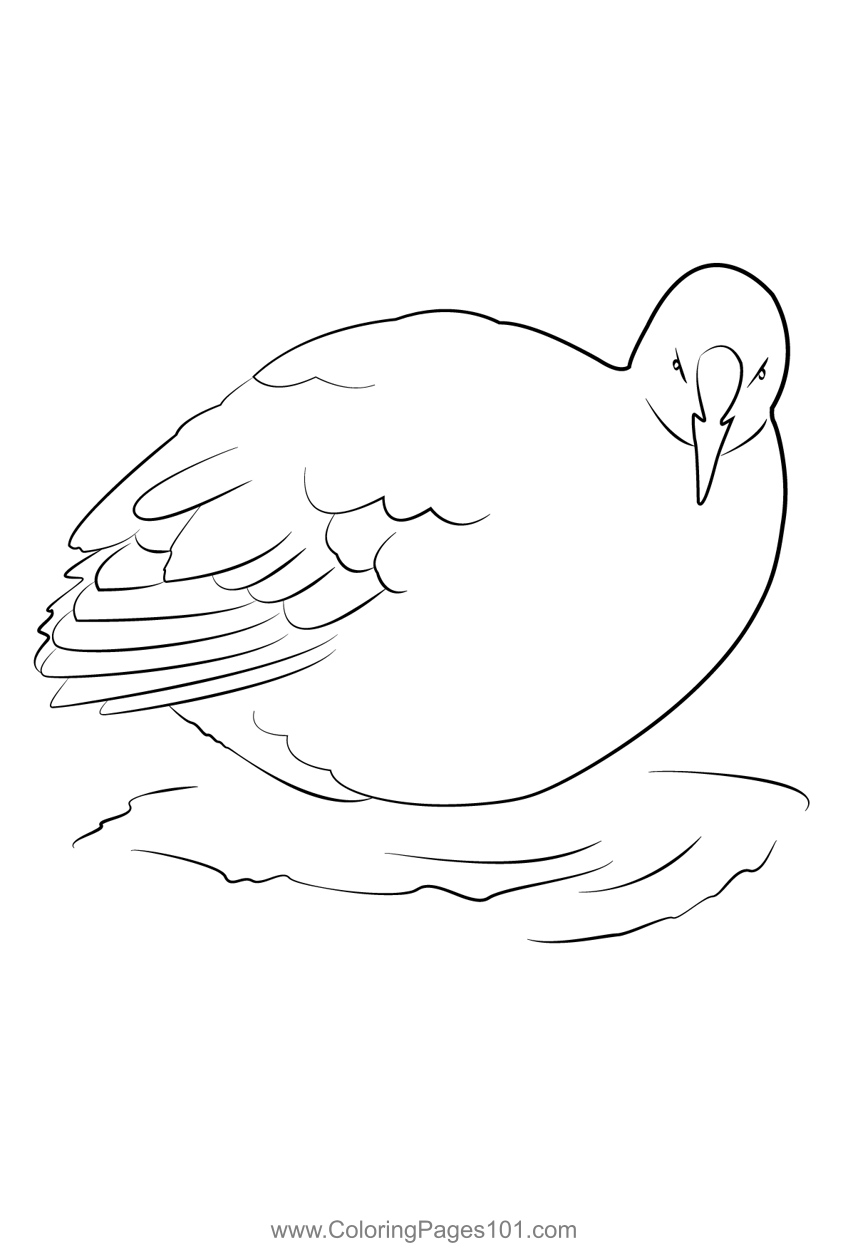 Coot 4 Coloring Page for Kids - Free Rails, crakes and coots Printable ...
