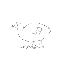 Coot 1 Coloring Page for Kids - Free Rails, crakes and coots Printable ...