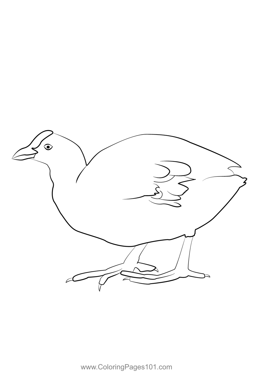 Coot 5 Coloring Page for Kids - Free Rails, crakes and coots Printable ...
