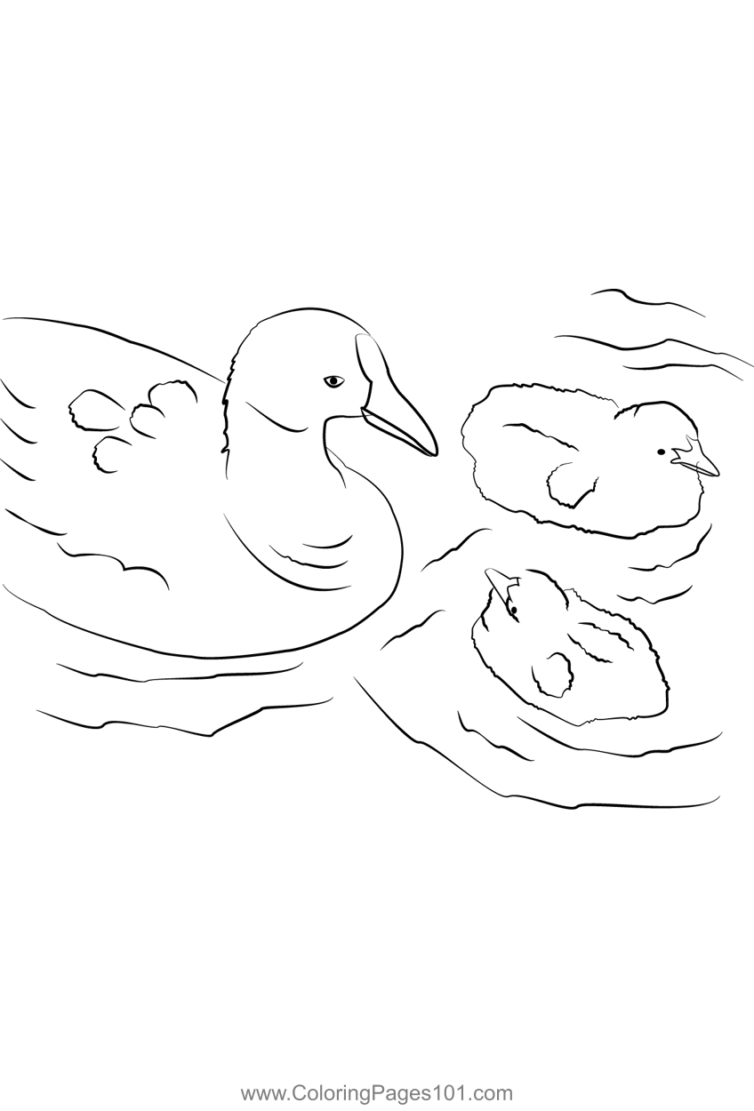 Coot 6 Coloring Page for Kids - Free Rails, crakes and coots Printable ...