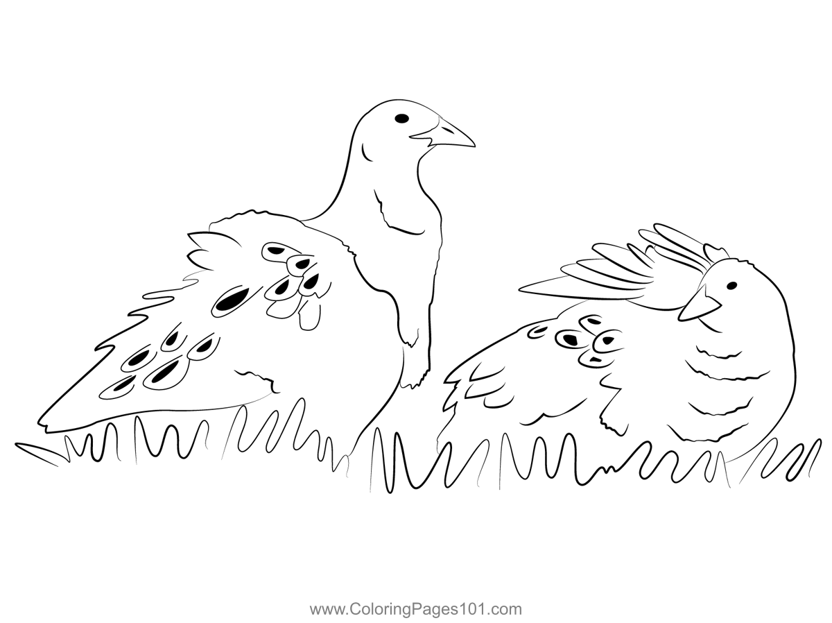 Corncrake 2 Coloring Page for Kids - Free Rails, crakes and coots ...
