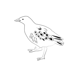 Corncrake 4 Coloring Page for Kids - Free Rails, crakes and coots ...