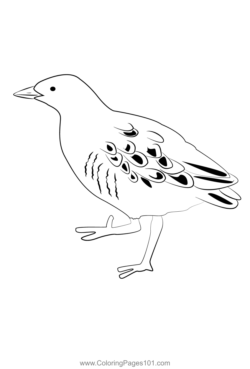 Corncrake 4 Coloring Page for Kids - Free Rails, crakes and coots ...