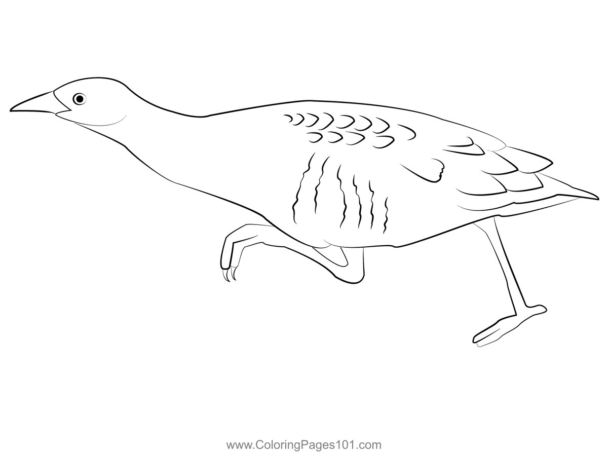 Corncrake 5 Coloring Page for Kids - Free Rails, crakes and coots ...
