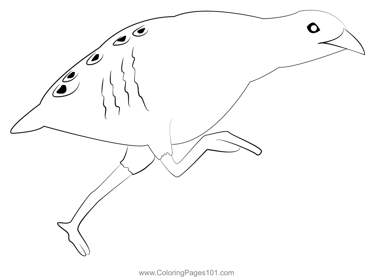 Corncrake 6 Coloring Page for Kids - Free Rails, crakes and coots ...