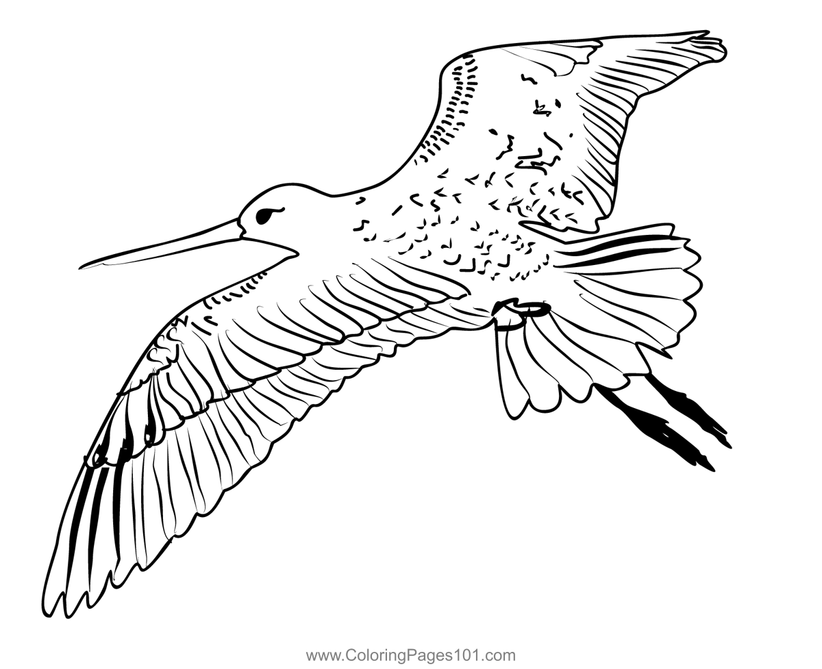 Bar tailed Godwit 2 Coloring Page for Kids - Free Sandpipers Printable ...