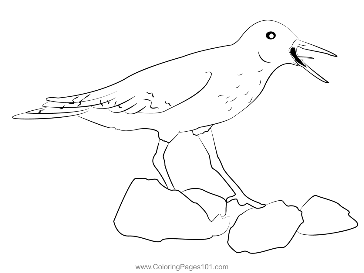 Common Sandpiper 1 Coloring Page for Kids - Free Sandpipers Printable ...