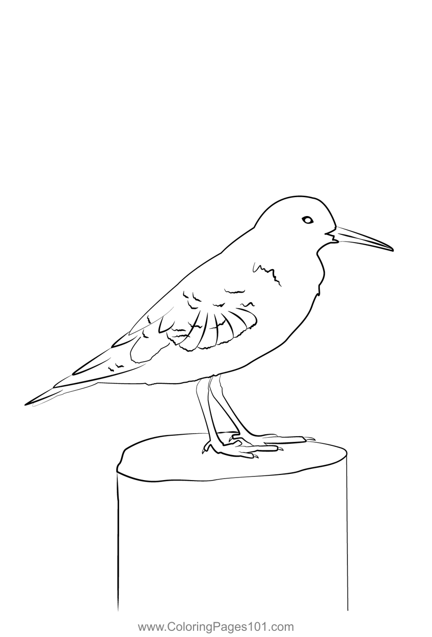 Common Sandpiper 2 Coloring Page for Kids - Free Sandpipers Printable ...
