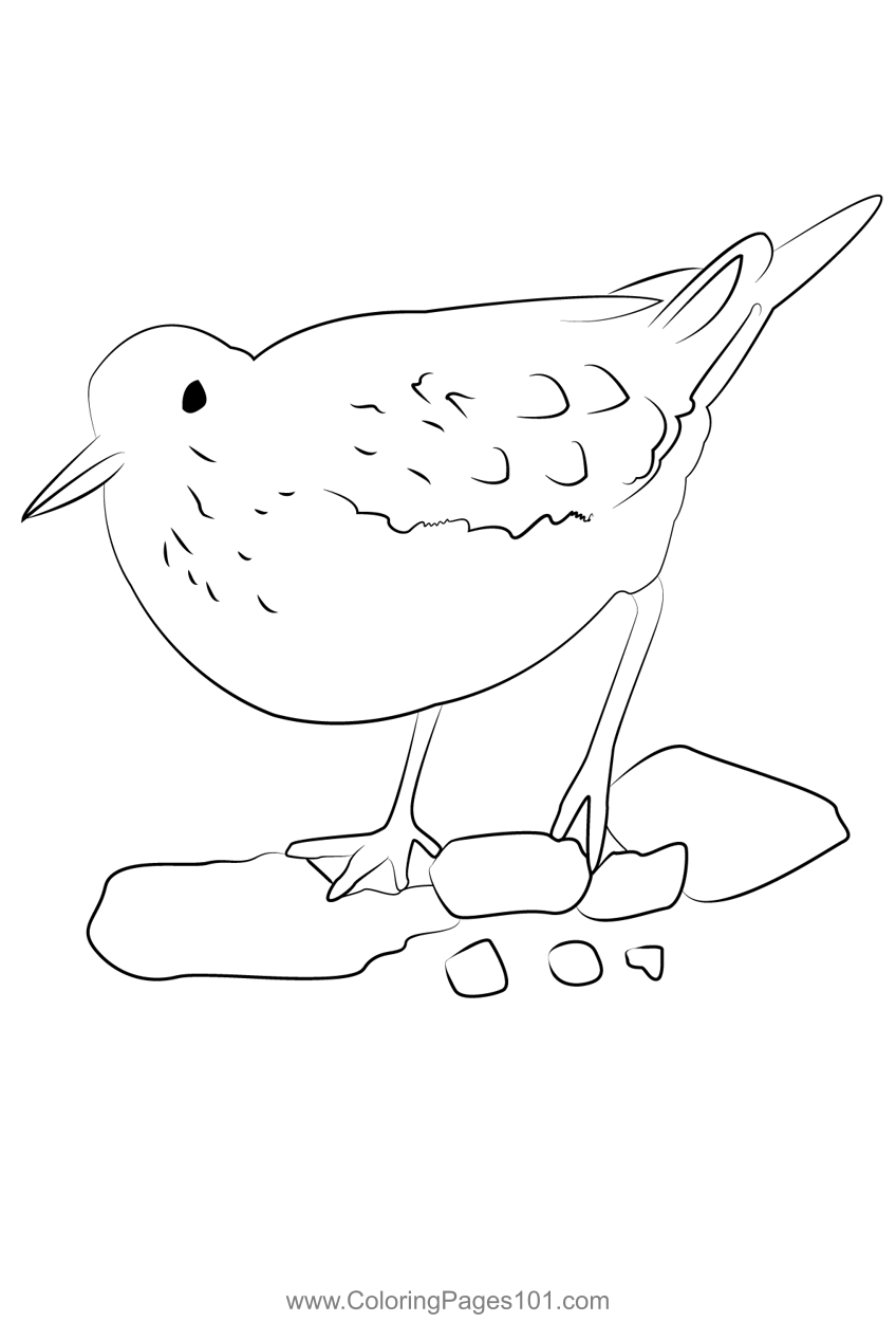 Common Sandpiper 3 Coloring Page for Kids - Free Sandpipers Printable ...