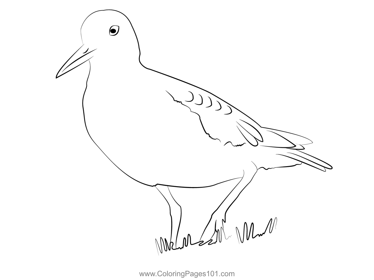 Common Sandpiper 5 Coloring Page for Kids - Free Sandpipers Printable ...