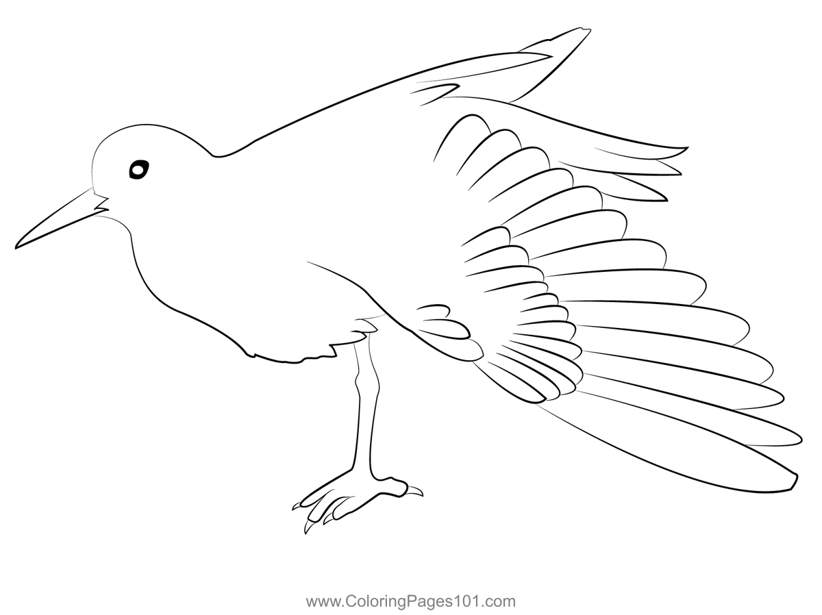 Common Sandpiper 7 Coloring Page for Kids - Free Sandpipers Printable ...