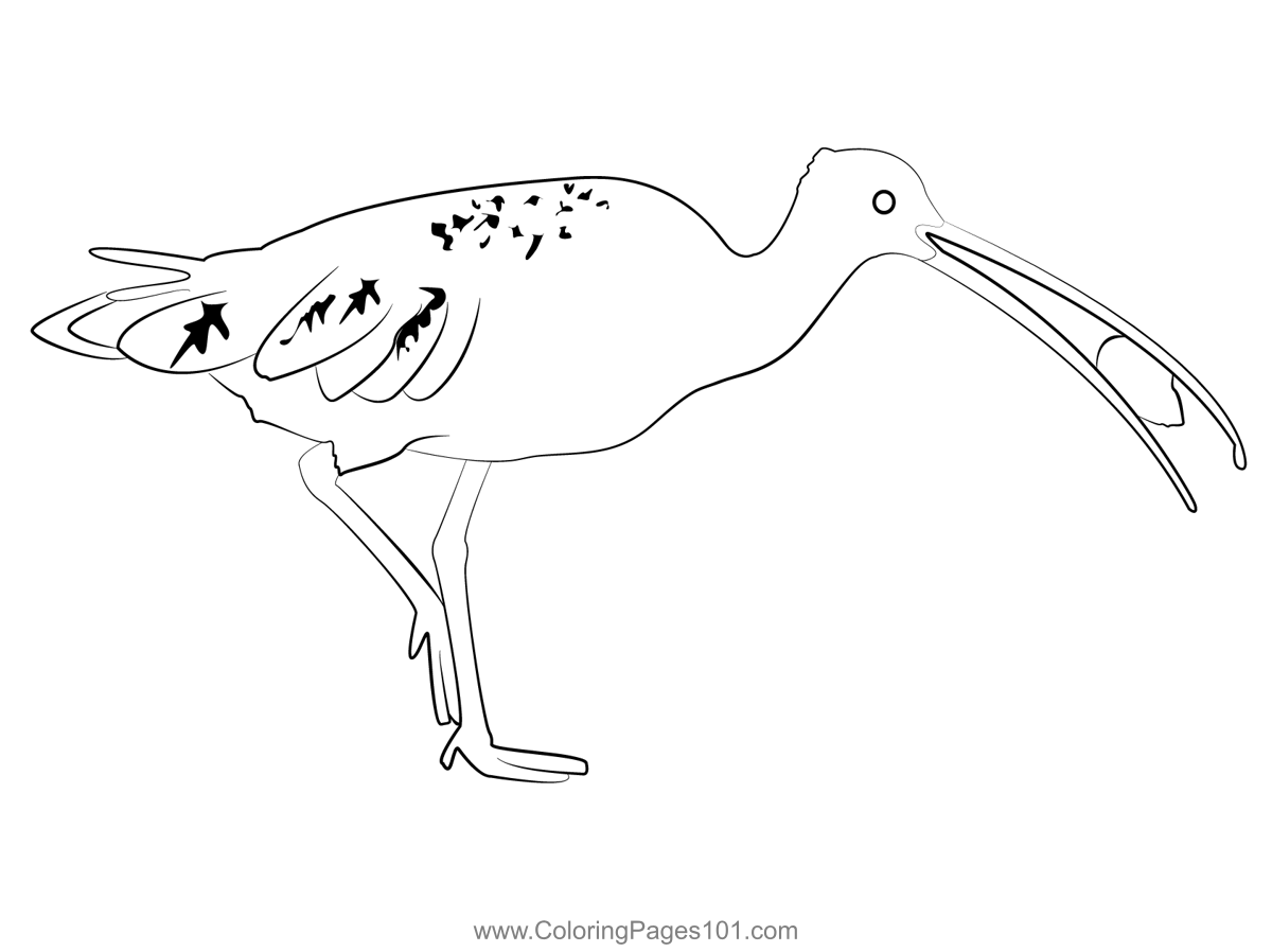 Curlew 3 Coloring Page for Kids - Free Sandpipers Printable Coloring ...