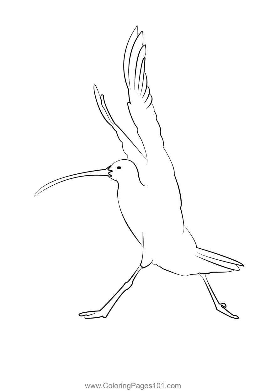 Curlew 4 Coloring Page for Kids - Free Sandpipers Printable Coloring ...