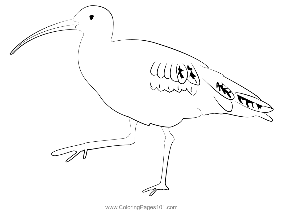 Curlew 5 Coloring Page for Kids - Free Sandpipers Printable Coloring ...