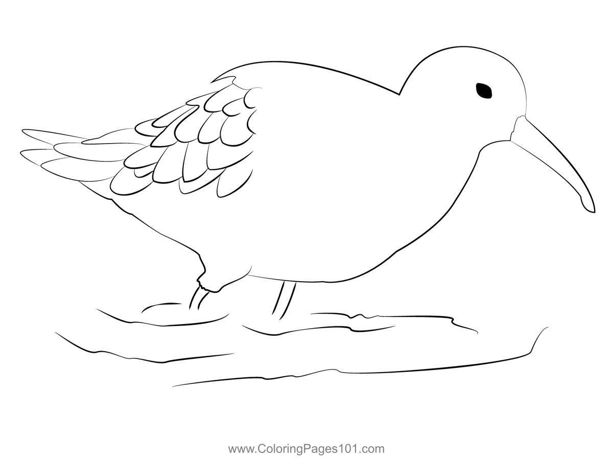 Curlew Sandpiper 1 Coloring Page for Kids - Free Sandpipers Printable ...