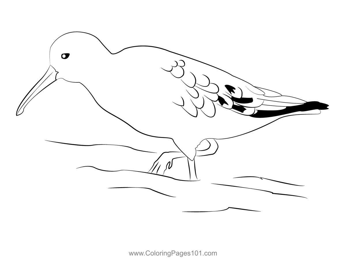 Curlew Sandpiper 2 Coloring Page for Kids - Free Sandpipers Printable ...