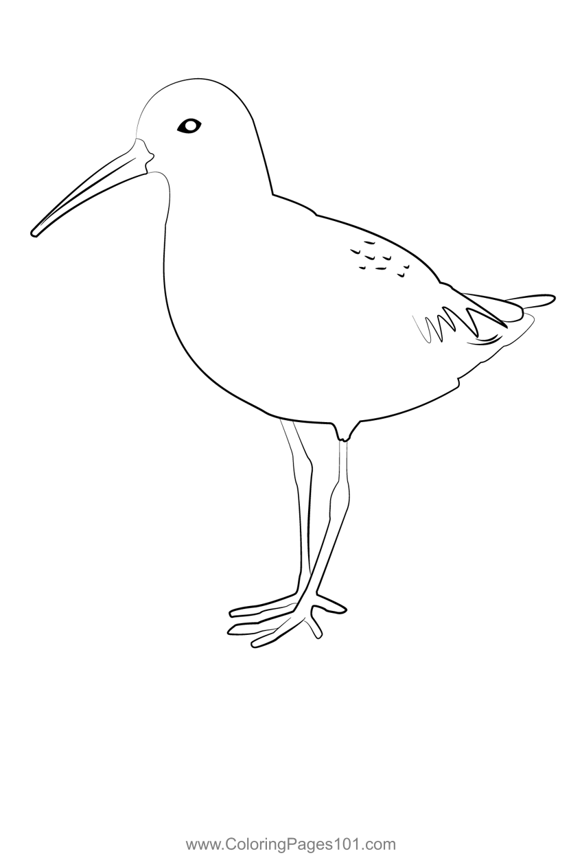 Curlew Sandpiper 5 Coloring Page for Kids - Free Sandpipers Printable ...