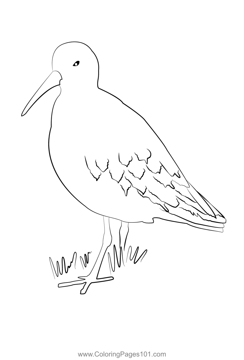 Curlew Sandpiper 6 Coloring Page for Kids - Free Sandpipers Printable ...