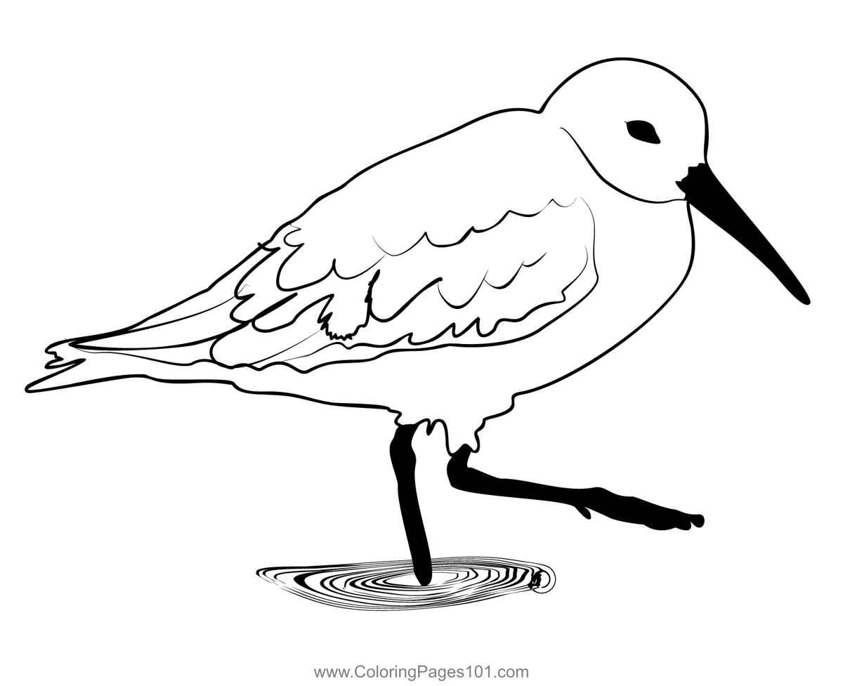 Dunlin 1 Coloring Page for Kids - Free Sandpipers Printable Coloring ...