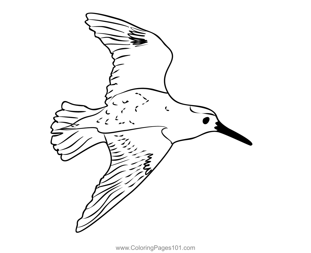 Dunlin 3 Coloring Page for Kids - Free Sandpipers Printable Coloring ...