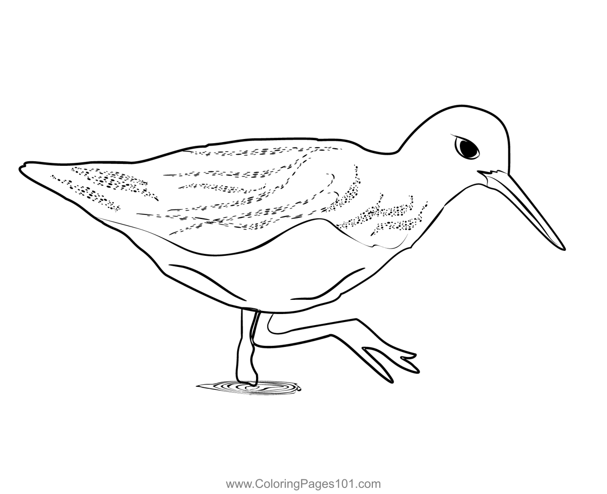 Green Sandpiper 1 Coloring Page for Kids - Free Sandpipers Printable ...