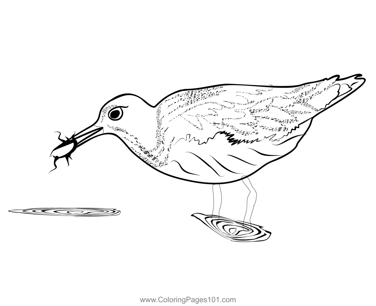 Green Sandpiper 2 Coloring Page for Kids - Free Sandpipers Printable ...