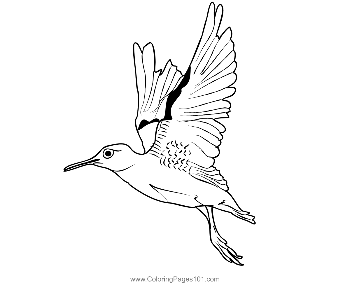 Green Sandpiper 4 Coloring Page for Kids - Free Sandpipers Printable ...