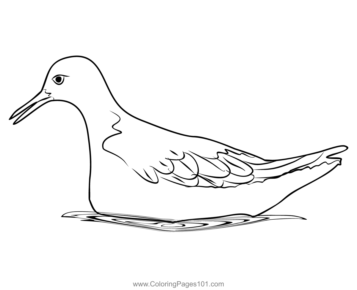 Red Phalarope 1 Coloring Page for Kids - Free Sandpipers Printable ...