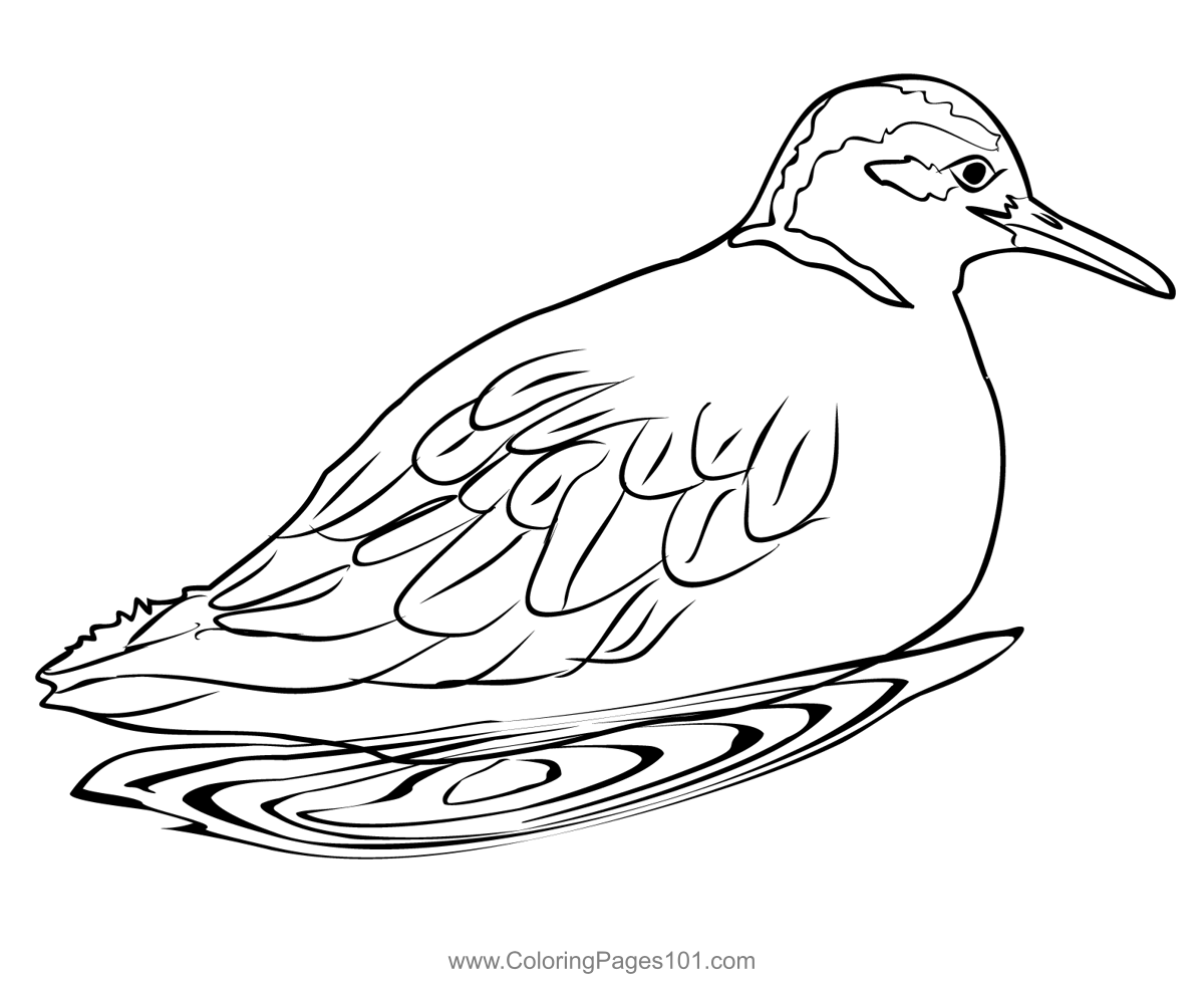 Red Phalarope 2 Coloring Page for Kids - Free Sandpipers Printable ...