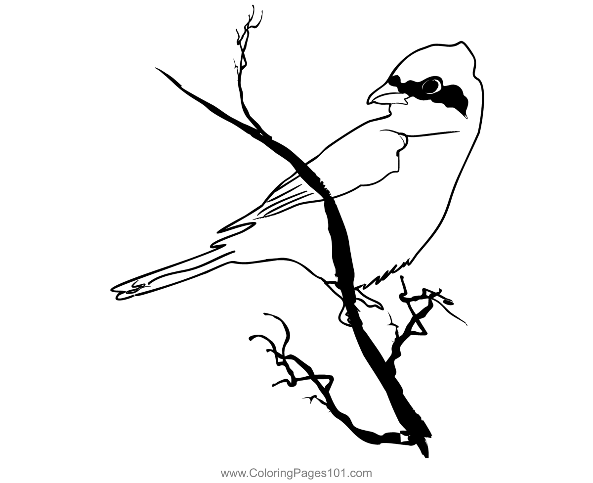 Great Grey Shrike 3 Coloring Page for Kids - Free Shrikes Printable ...