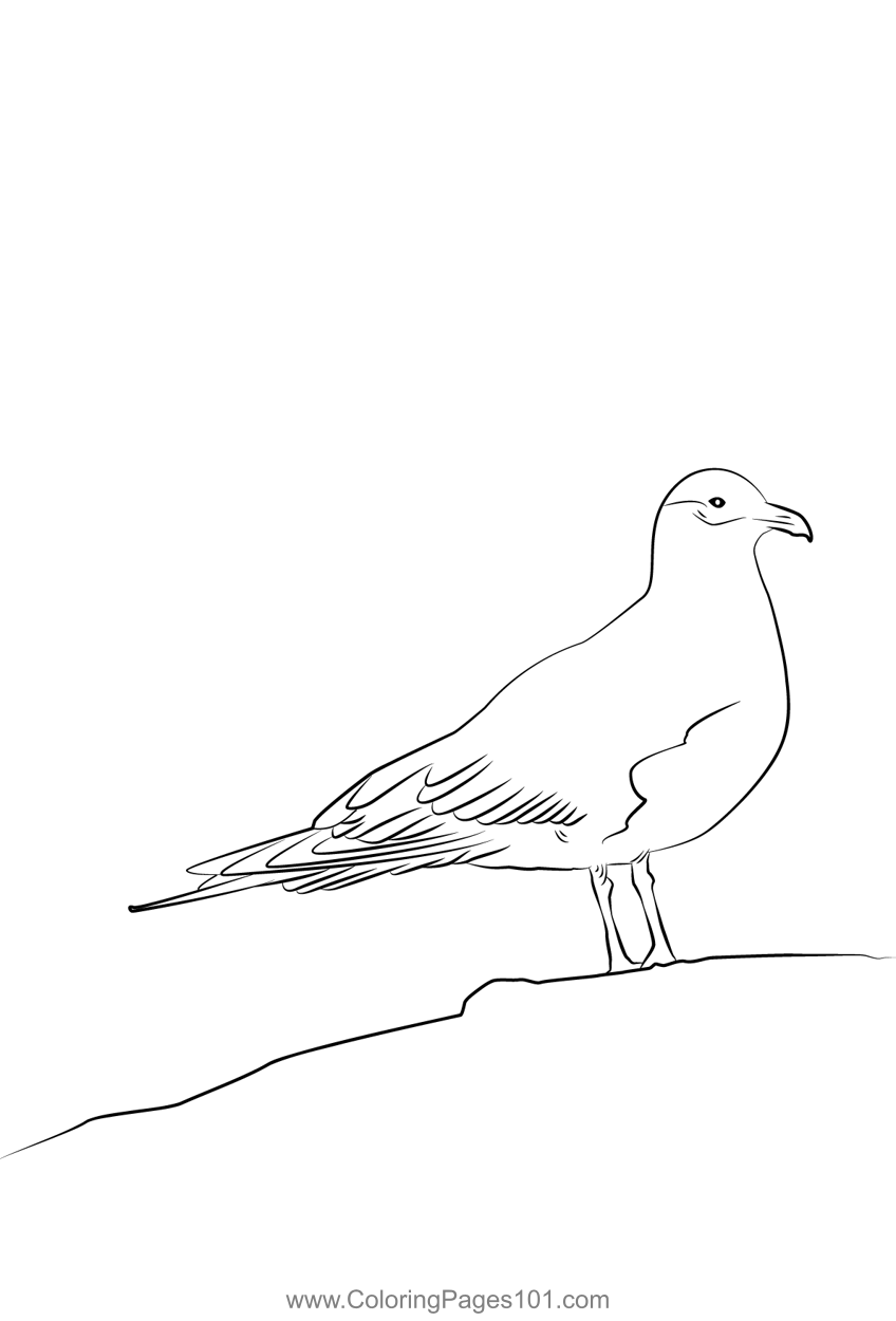 Arctic Skua 12 Coloring Page for Kids - Free Skuas Printable Coloring ...